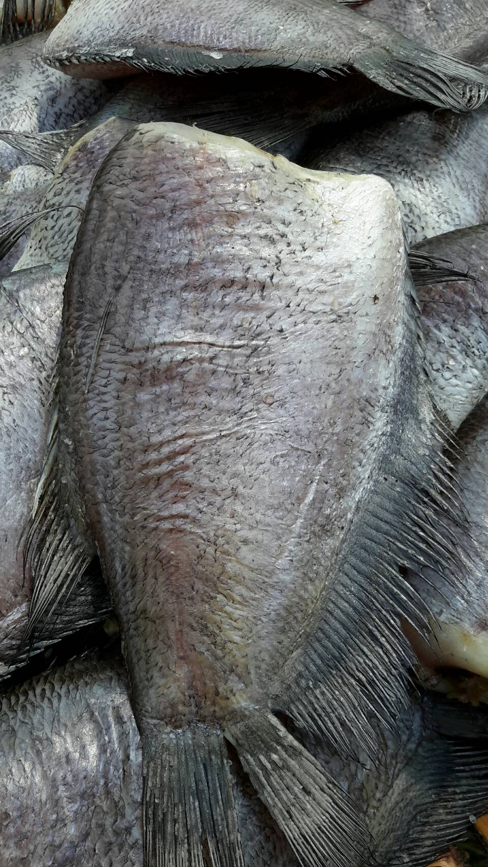 PRODUCT ปลาสลิด บางบ่อ : แม่อำนวย ปลาสลิด บางบ่อ | MAEUMNOY PLASALID ...